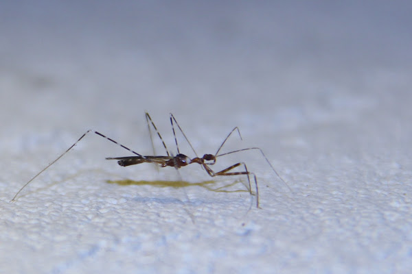 Thread-legged Bug | Project Noah