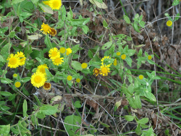 Common Fleabane | Project Noah