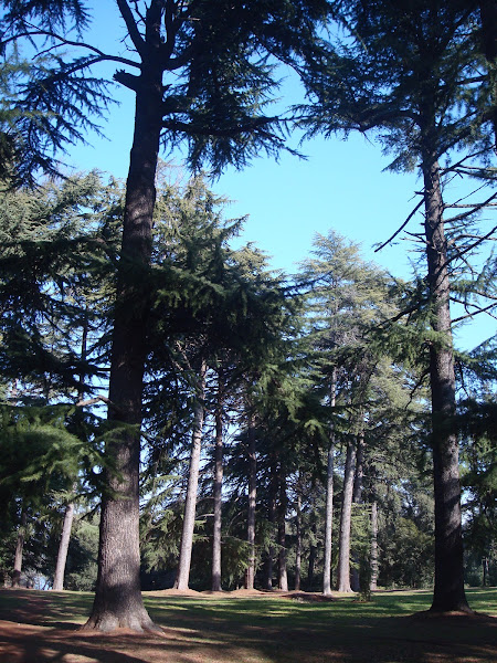 Cedar | Project Noah