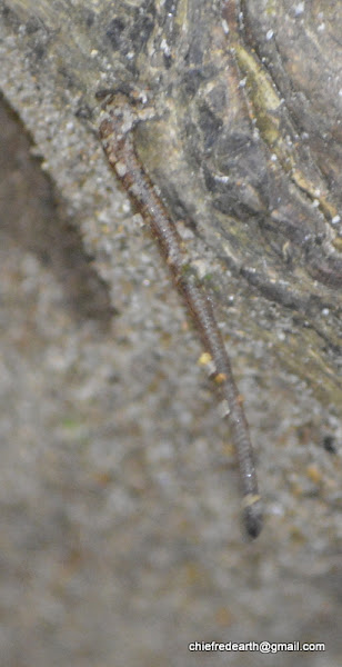 leech | Project Noah