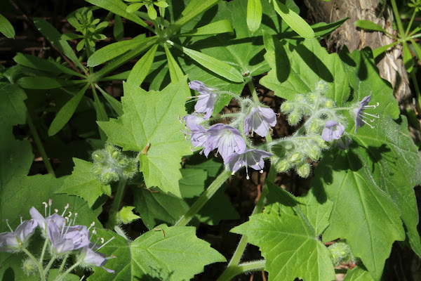 appendaged waterleaf | Project Noah