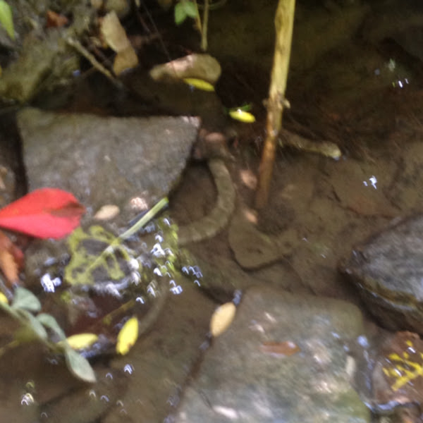 Northern Water Snake | Project Noah