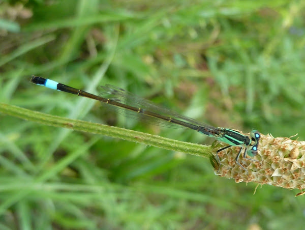 Blue-tailed Damselfly | Project Noah