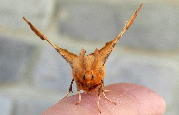 Maple Spanworm Moth | Project Noah