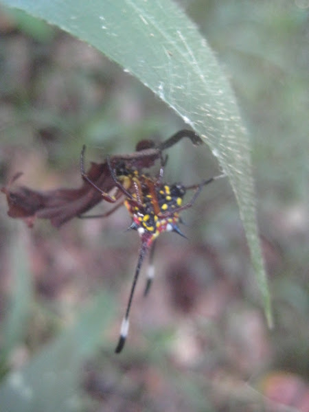 Spiny Orb Weaver | Project Noah