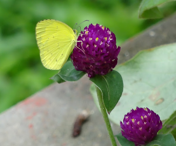 One-spot Grass Yellow | Project Noah