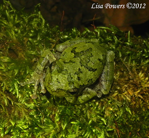 Cope's Gray Treefrog/Eastern Gray Treefrog | Project Noah