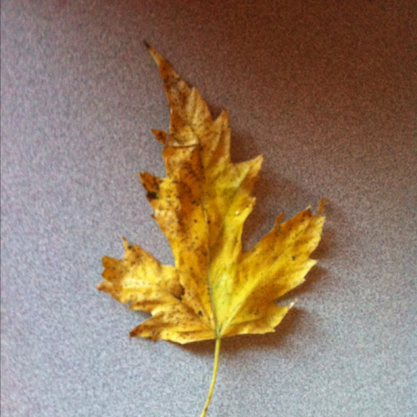 Silver Maple | Project Noah