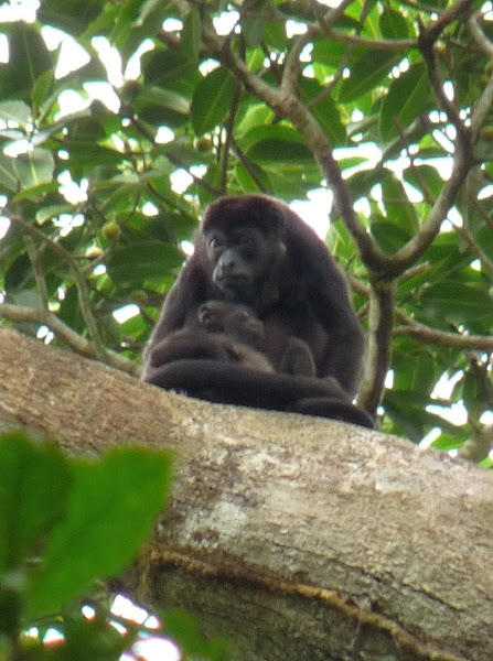 Howler monkey | Project Noah