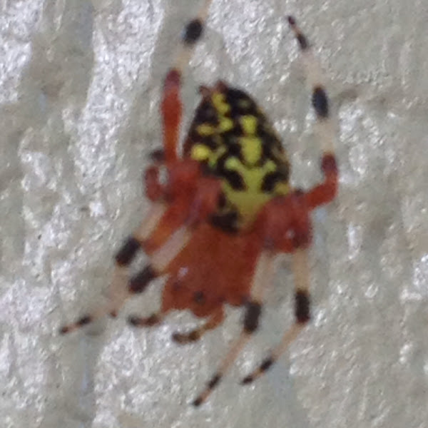 Marbled Orbweaver | Project Noah