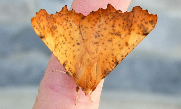 Maple Spanworm Moth | Project Noah