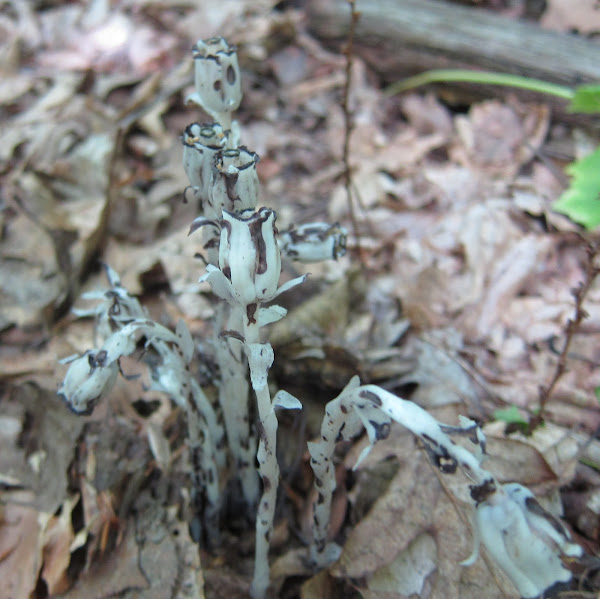Indian Pipe | Project Noah