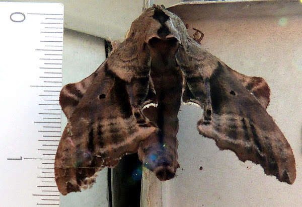 Blinded Sphinx Moth | Project Noah