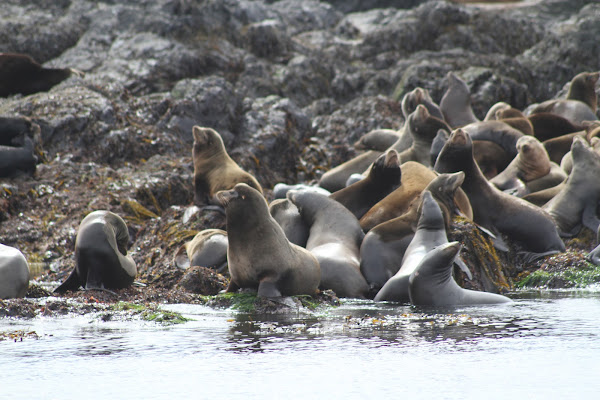 Steller Sea Lion | Project Noah
