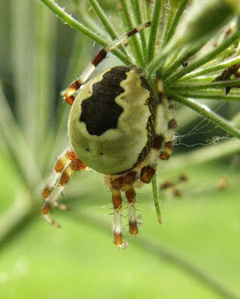 Marbled Orb Weaver | Project Noah