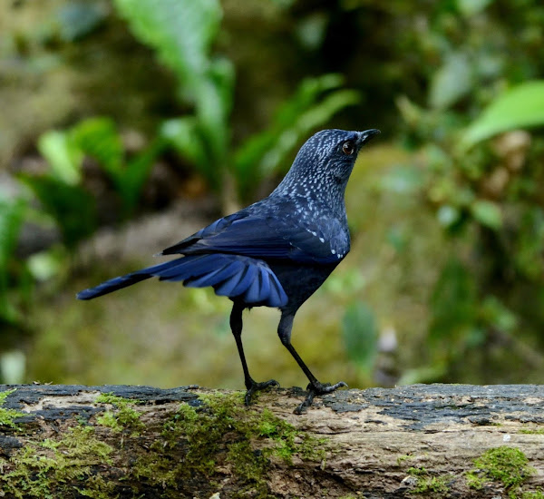 Blue Whistling-Thrush | Project Noah