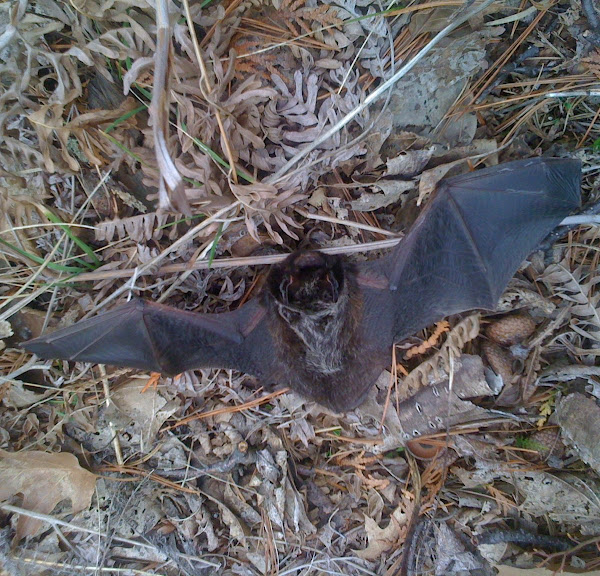 Fruit Bat | Project Noah