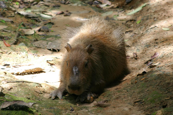 Capybara | Project Noah