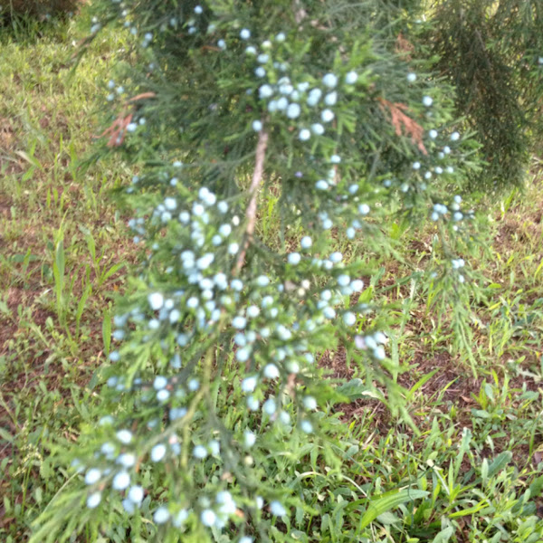 Red cedar | Project Noah