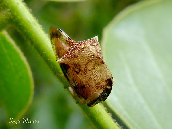 Treehopper | Project Noah
