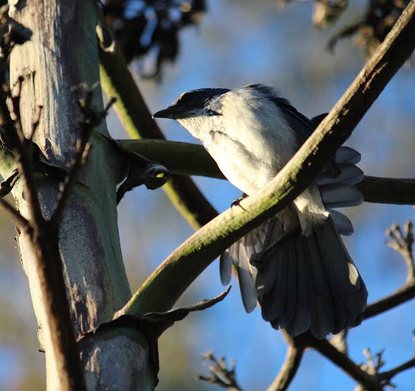Western Scrub Jay | Project Noah