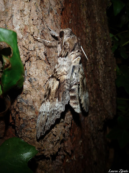 Sphinx Moth | Project Noah