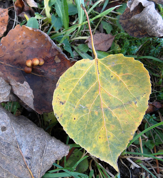 Insect Gall | Project Noah