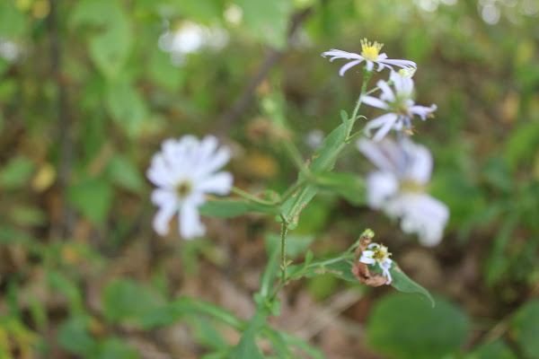 Crooked-stem Aster | Project Noah