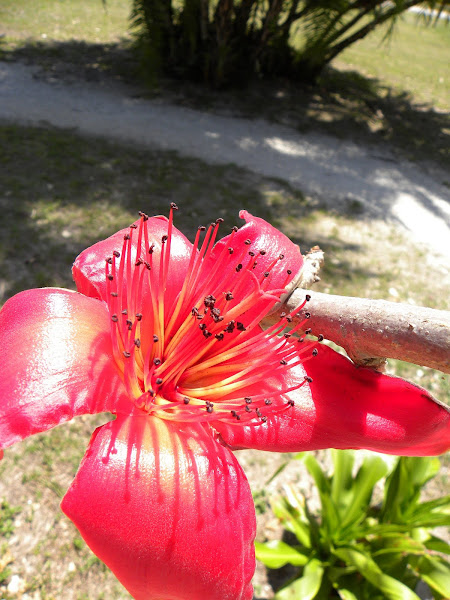 Bombax or Red Silk Cotton Tree | Project Noah