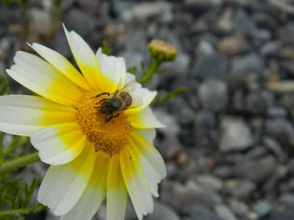 Abeja en Margarita | Project Noah