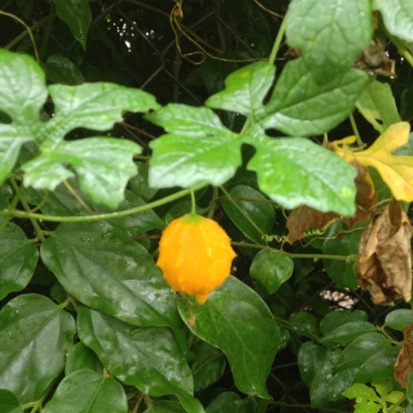Bitter Melon | Project Noah