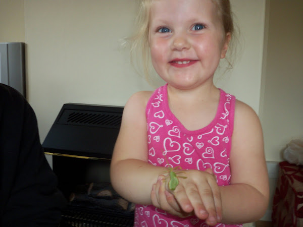 Leaf insect | Project Noah