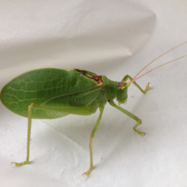 Common True Katydid | Project Noah