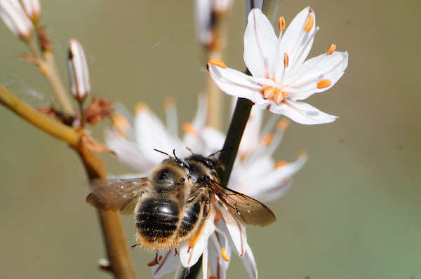 Carpenter Bee; Abeja carpintera | Project Noah