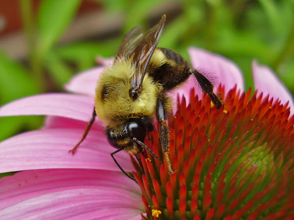 Common eastern bumblebee | Project Noah