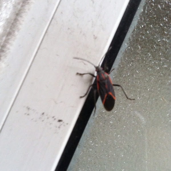 Boxelder Bug | Project Noah