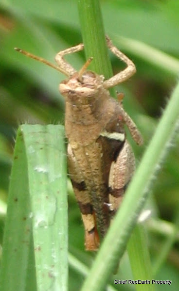 Grasshopper | Project Noah