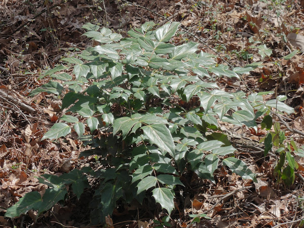 Leatherleaf Mahonia | Project Noah