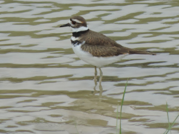 Killdeer | Project Noah