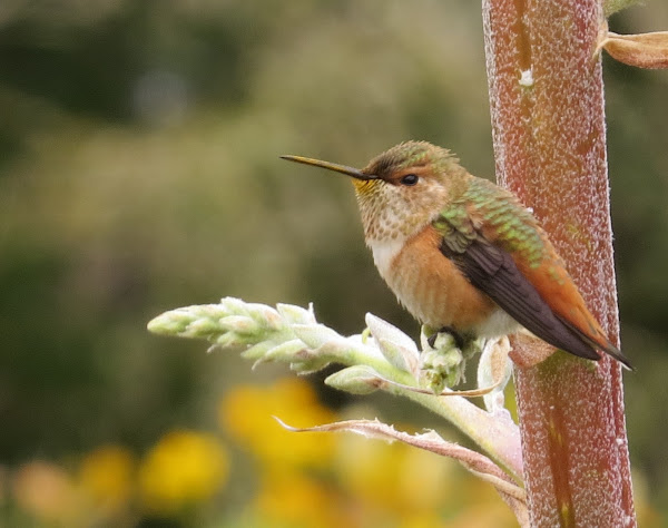 Allen's Hummingbird | Project Noah