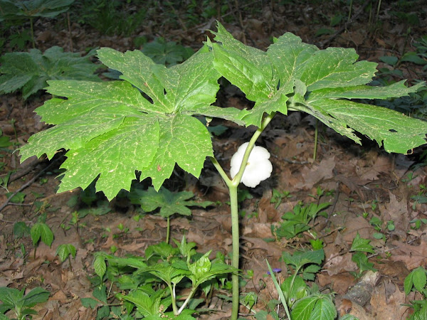 Mayapple | Project Noah