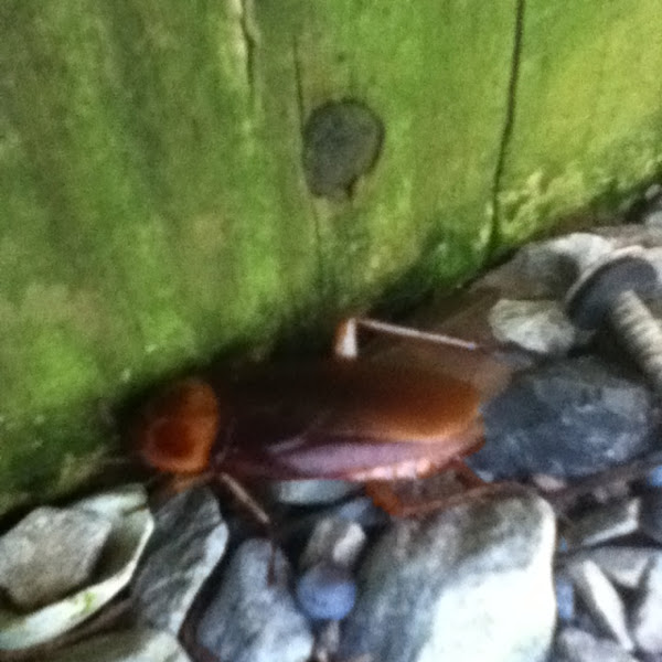 Cockroach | Project Noah