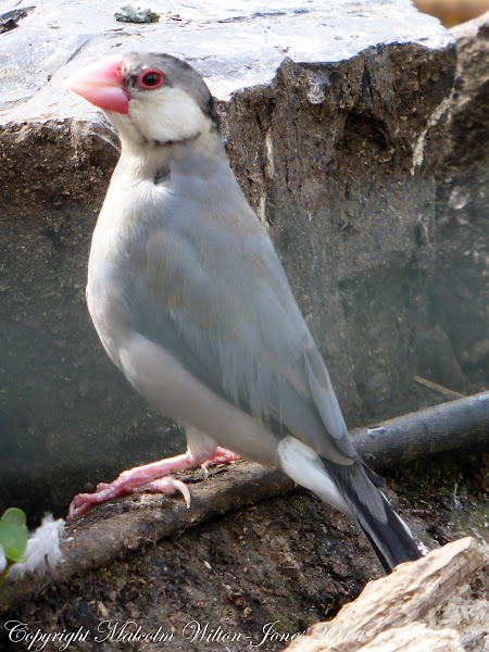 Java Sparrow | Project Noah