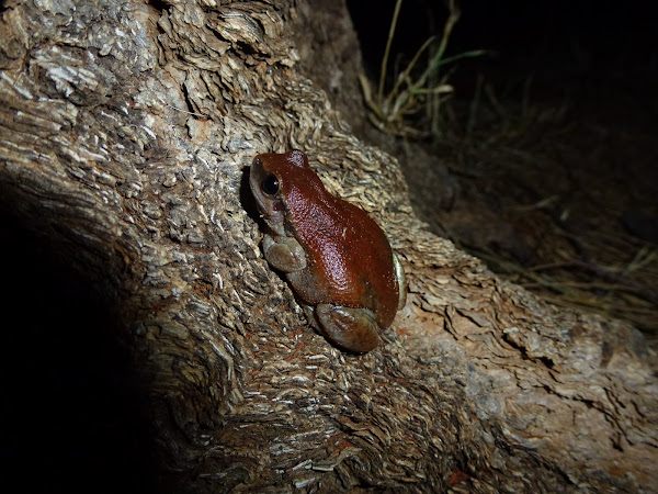 Desert tree frog | Project Noah