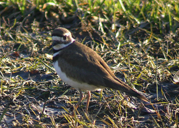 Killdeer | Project Noah