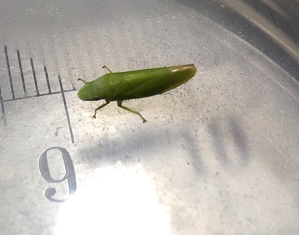 Green Duck-billed Leafhopper | Project Noah
