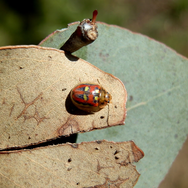 Eucalyptus Leaf Beetle | Project Noah