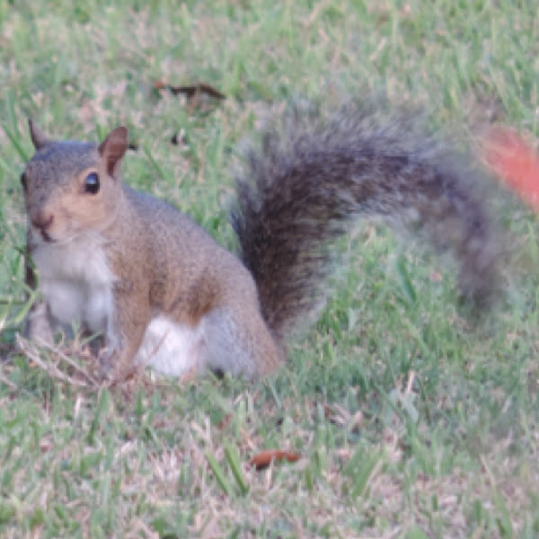 Eastern Gray Squirrel | Project Noah