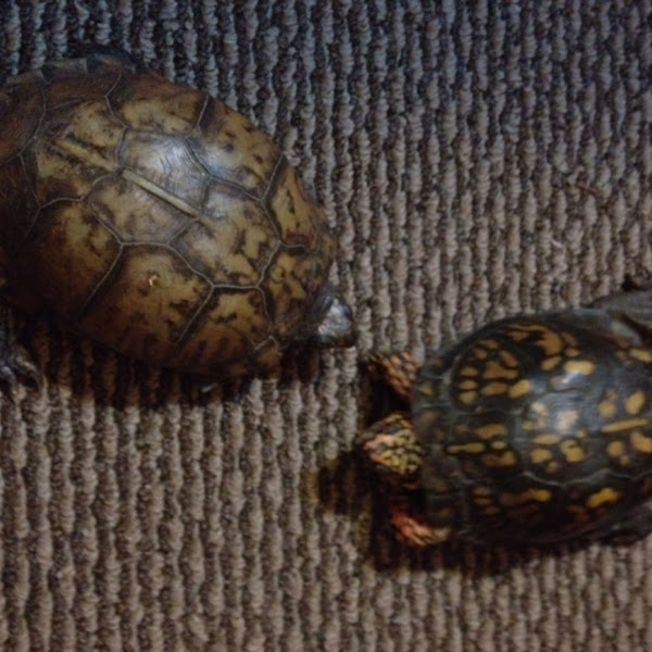 Eastern box turtle | Project Noah