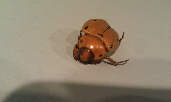 Grapevine beetle | Project Noah